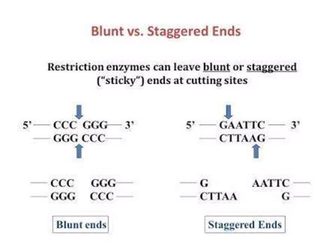 Steps And Strategies Of Gene Cloning Pptx Genetics Science
