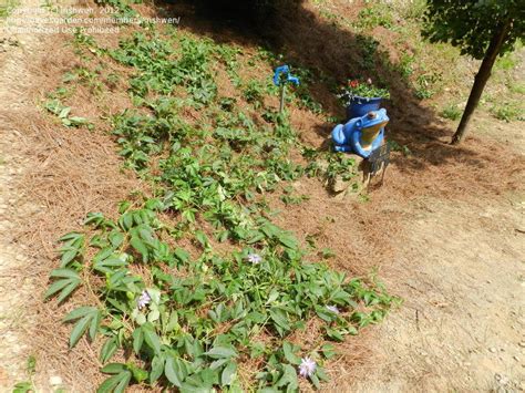 Plantfiles Pictures Passiflora Passion Flower Passion Vine