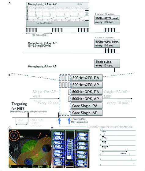 Schematic Illustration Of The Experimental Protocol And Stimulus