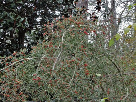 Yaupon A Native American Tea Jccwilliamsburg Master Gardener Association