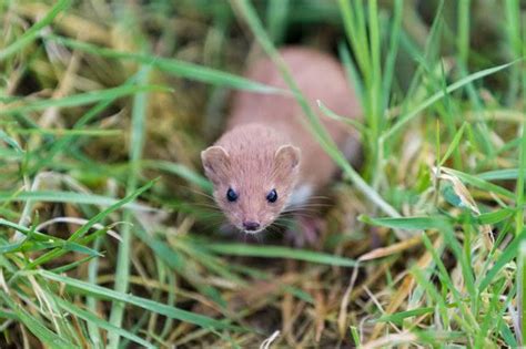 Signs You Have Mice Or A Rat Problem