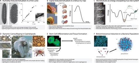 Responsiveness Biology Example Cultural Lenses On The Science Of