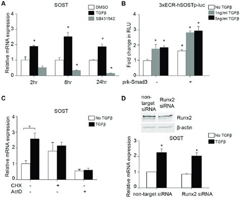 tgfb induces sost expression through smad3 treating umr 106 cells with