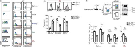 runx3 programs cd8 t cell residency in non lymphoid tissues and