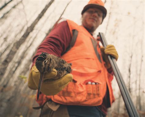 A Guide To American Woodcock Hunting Project Upland