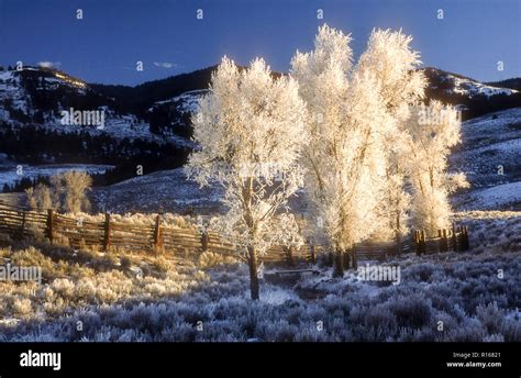 North America United States Wyoming Lamar Valley Yellowstone