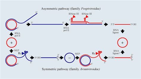 Polio Virus Structure Genome Replicationm Pathogenesis Biology Notes Online