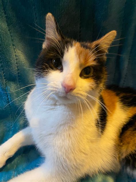 Miss Dotty Is Adopted Happy Cats Haven