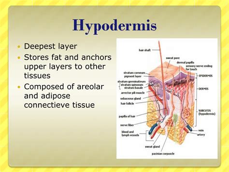 Ppt Integumentary System Powerpoint Presentation Free Download Id 2108514