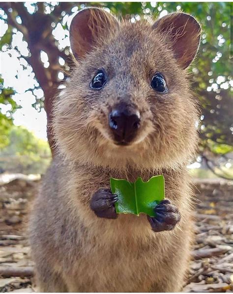 Australian Quokka In Rottnest Island Western Australia By Travels