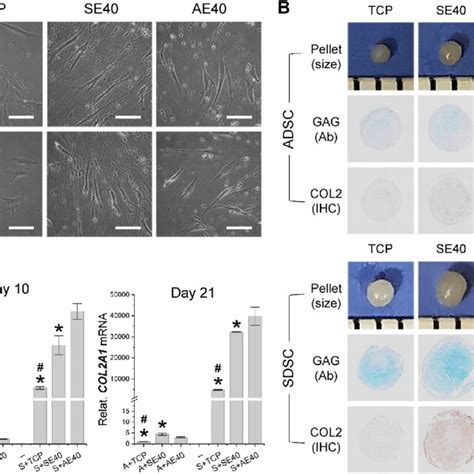 Influence Of The Decellularized Extracellular Matrix Decm Deposited