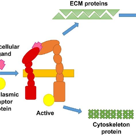 Diagram Depicting The Structure Of The Integrins Integrins Are Download Scientific Diagram