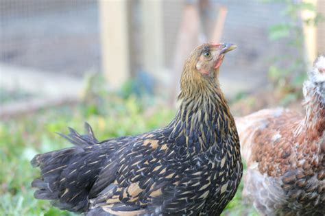 12 Week Old Golden Laced Wyandotte Genders Backyard Chickens
