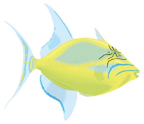 Trigger Fish Photography Stock Illustrations 243 Trigger Fish