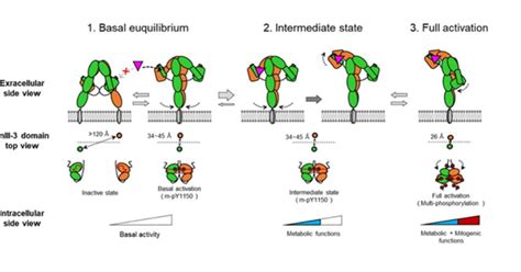 인슐린 수용체 조절 새 당뇨 치료제 기대