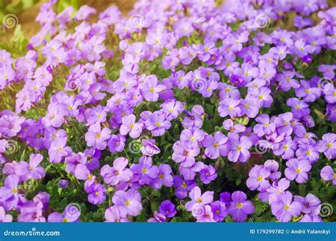 Beautiful Flowers Purple Aubrieta In A Sunny Garden Aubrieta Deltoidea
