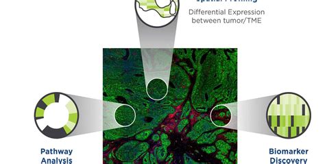 Nanostring Geomx Digital Spatial Profiling Molecular Pathology Core College Of Medicine