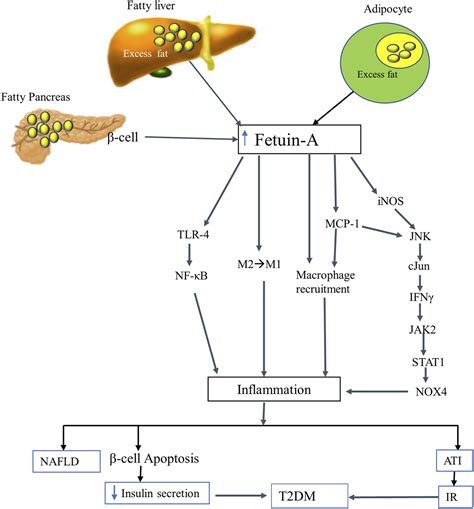 Frontiers The Structure Biosynthesis And Biological Roles Of Fetuin