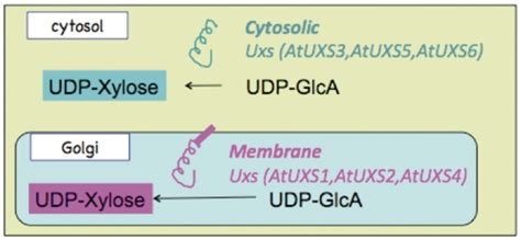 Schematic Representation Of The Sub Cellular Localization And Catalytic