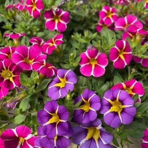 Calibrachoa Care How To Grow Million Bells Flower Hanging Baskets More