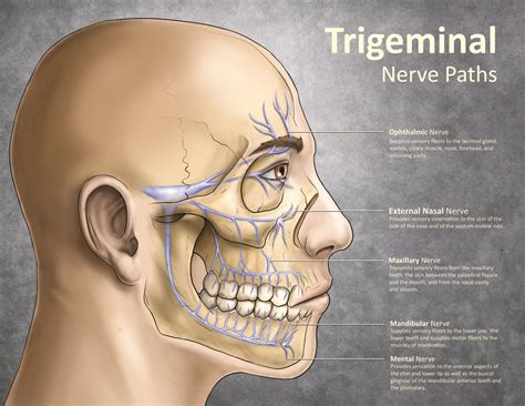 Trigeminal Nerve Trigeminal Nerve Cranial Nerve V Fifth Cranial