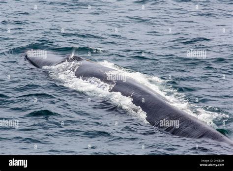 Whale spraying water hi-res stock photography and images - Alamy
