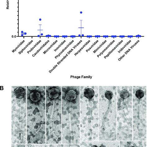 Taxonomic Assignment And Transmission Electron Microscopy Tem Imaging
