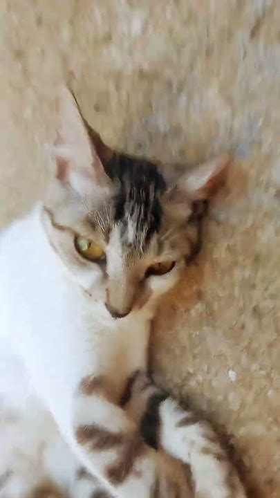 𝐸𝑙𝑎 𝑛 𝑣𝑎𝑖 𝑚𝑎𝑖𝑠 𝑒𝑚𝑏𝑜𝑟𝑎 •~ Chipichipichapachapa Yipee Cat Fypシ゚