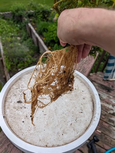 Complete Soil Replacement Adventure Rcannabonsai