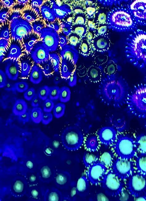 Can Zoas Morph Colors General Saltwater Discussion Delaware Reef Club