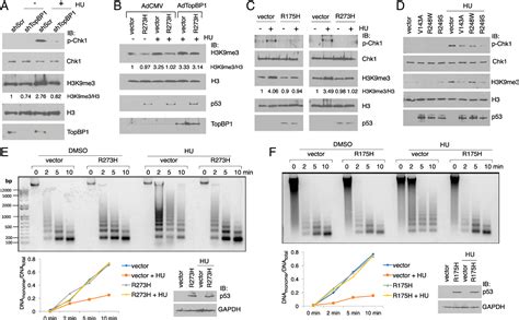 Figure 1 From Mutant P53 Perturbs Dna Replication Checkpoint Control Through Topbp1 And Treslin