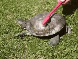 Turtle Itch  Turtle Itch Scratch Discover And Share S