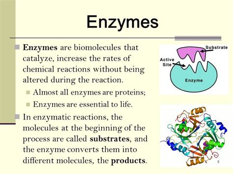 Enzymes Ppt Download