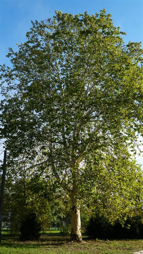 Platanus X Acerifolia London Plane Tree Feature Trees Ballarat