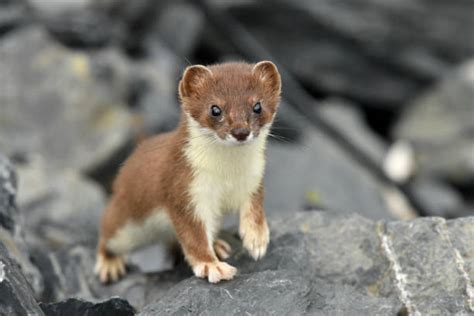 Ermine Summer