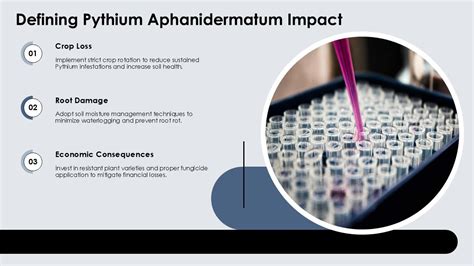 Understanding Pythium Aphanidermatum Causes And Solutions Ppt