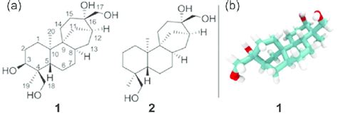 A Natural Products Aphidicolin 1 And 3 Deoxy Aphidicolin 2 Download Scientific Diagram