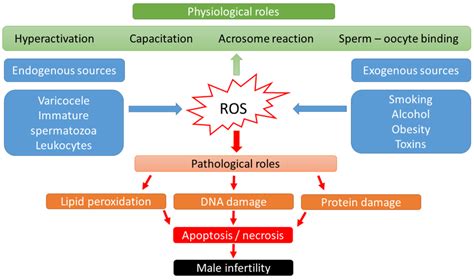Effects Of Increased Levels Of Reactive Oxygen Species During IVF Download Scientific Diagram
