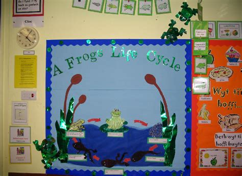 Life Cycle Of A Frog Classroom Display Photo Photo Gallery Sparklebox