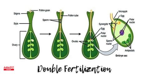 Double Fertilization Definition Process In Plant And Humans Diagram