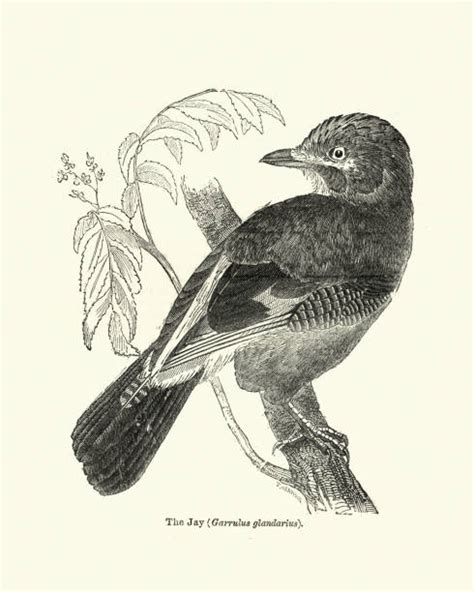 50 Jay Eurasia Ilustrasi Grafik Vektor And Clip Art Bebas Royalti Terbaik Istock