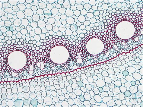 Zea Root Cross Section Zea Mays Stem Cross Section Vascular Bundles