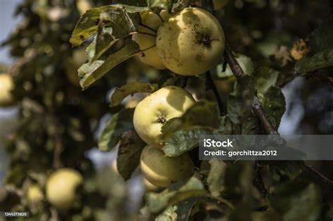 사과 나무의 가지에 잘 익은 사과의 무리 밝게 태양에 의해 조명 수확 개념 0명에 대한 스톡 사진 및 기타 이미지 0명 감귤류 과일 거미줄 Istock