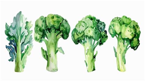 Premium Vector Four Broccoli Heads Are Shown In A Drawing