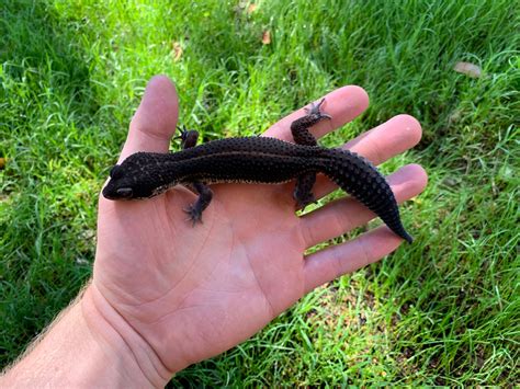 Black Night Leopard Gecko By Gondola Geckos Morphmarket
