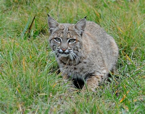 Young Bobcat Mendonoma Sightings