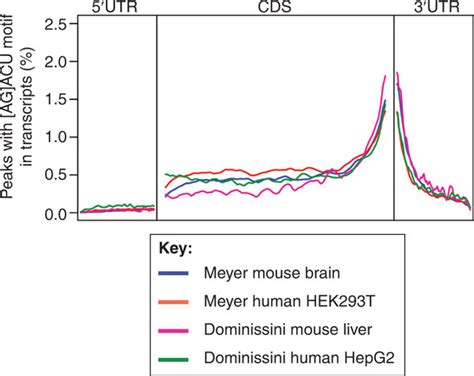 The Birth Of The Epitranscriptome Deciphering The Function Of Rna Modifications Abstract