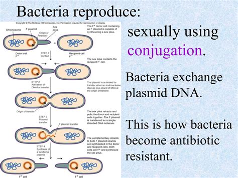 Bacteria Ppt That Can Make U Master In Bcteria Ppt