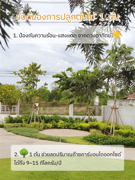 Review ต้นซิลเวอร์โอ๊คในสวนกลางบ้าน 🌳 แกลเลอรีที่โพสต์โดย Yutbaan