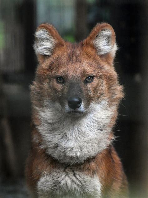 The Adult Dhole Is Characterized By A Rusty Red Coat With A Pale